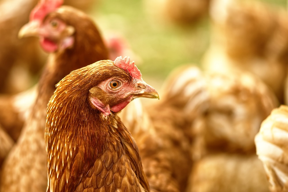 Avian Influenza Confirmed On Anglesey Laptrinhx News