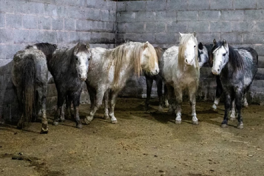 Herd of 40 Welsh mountain ponies taken in by rescue charity after death ...