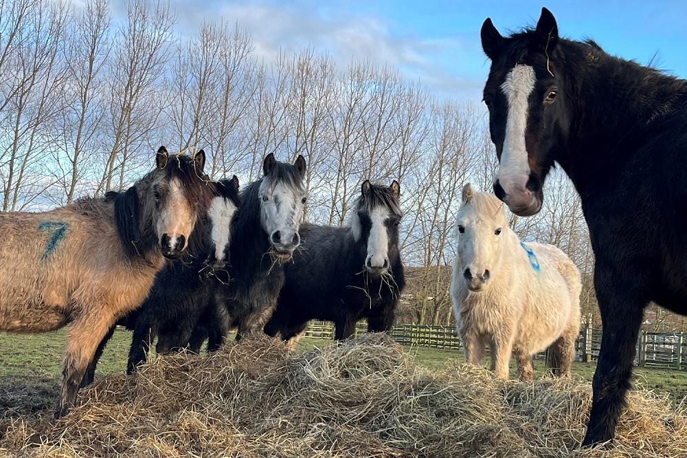 Herd of 40 Welsh mountain ponies taken in by rescue charity after death ...